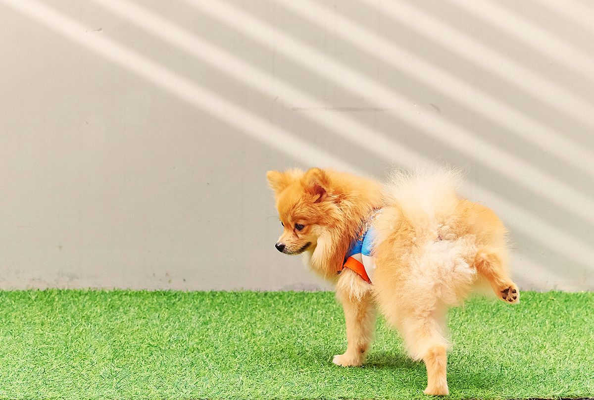 Trouble In Puppy Paradise How To Potty Train Your New Dog Pets Station Trouble In Puppy Paradise How To Potty Train Your New Dog Pets Station