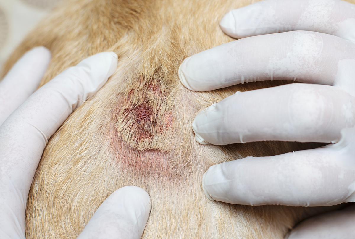Common skin problems your dog might face – Pets' Station