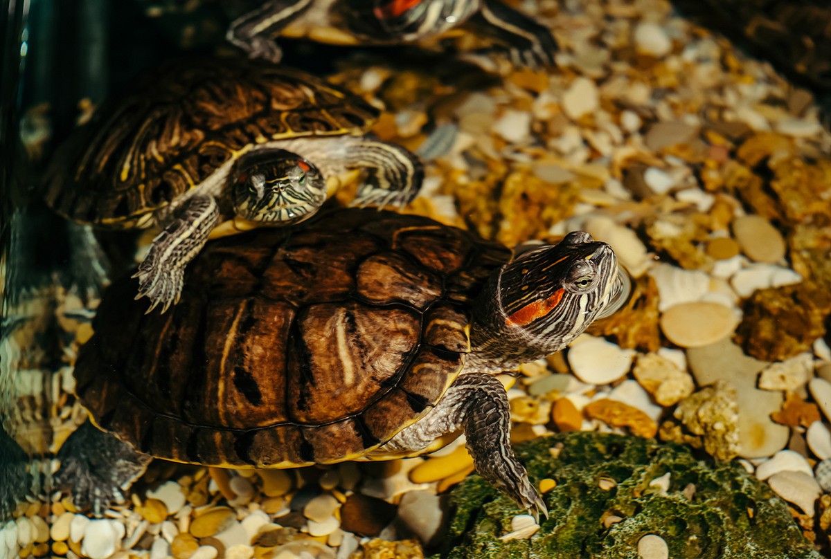 My First Terrapin: What do I prepare? – Pets' Station