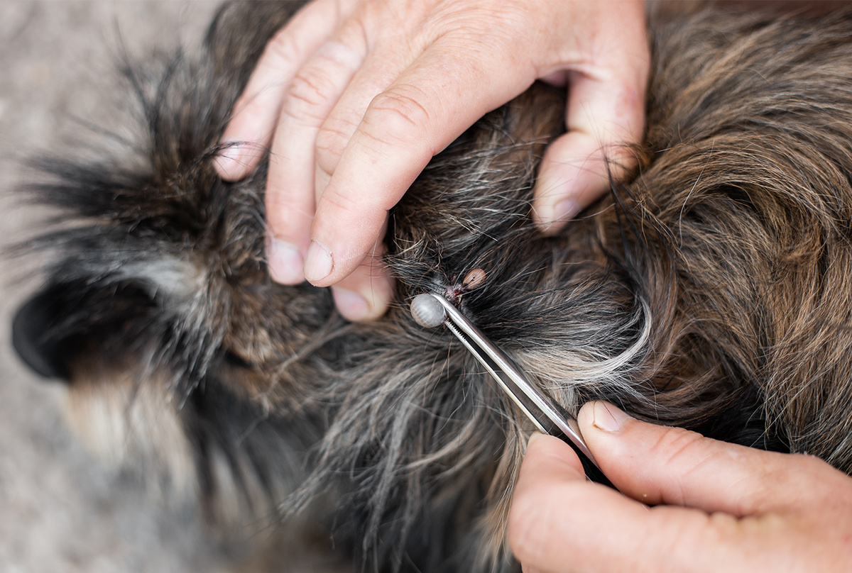 How to spot early signs of cancer in my pet? – Pets' Station