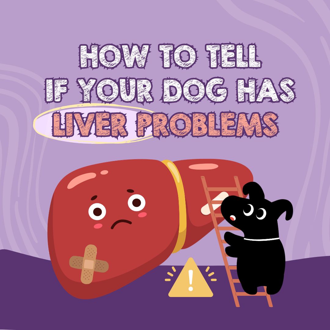 Understanding Liver Disease in Dogs: Causes, Symptoms, and Prevention ...