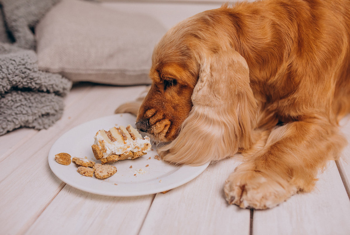 5 pet-friendly snacks you can make from home – Pets' Station