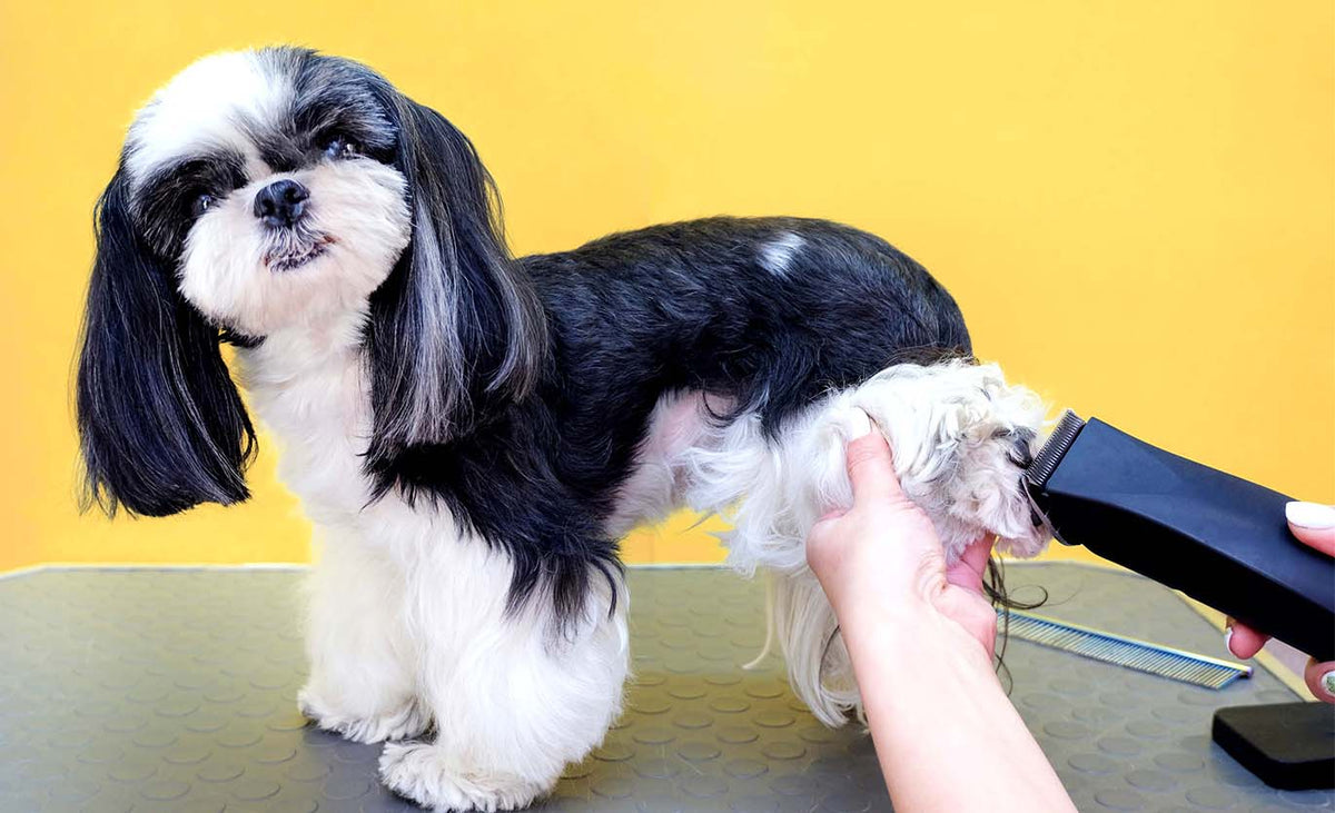 Pets Grooming Services in Singapore | Pets' Station