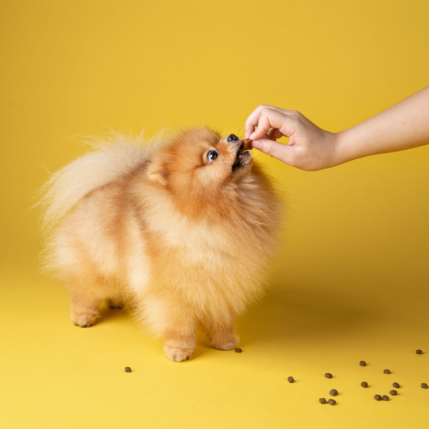 Contact | Pets' Station