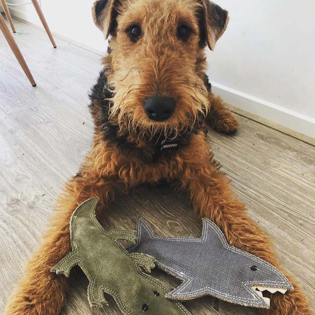 Outback Tails Shazza the Shark Dog Toy – Pets' Station